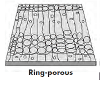 Greatest Hits 4 – Getting Technical: Wood Identification, Part 2: The ...