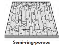 Greatest Hits 4 – Getting Technical: Wood Identification, Part 2: The ...