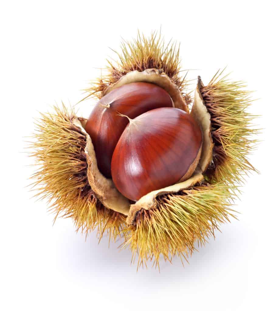 SPECIES SPECS: Chestnut - Hardwood Floors Magazine